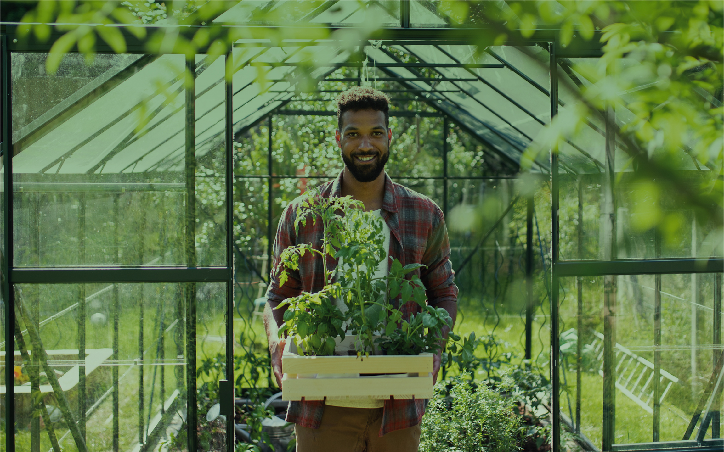 The Ashdown Apex – Coppice Collection